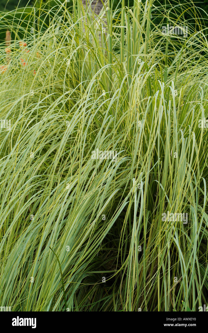 Cortaderia selloana AUREOLINEATA Stock Photo - Alamy