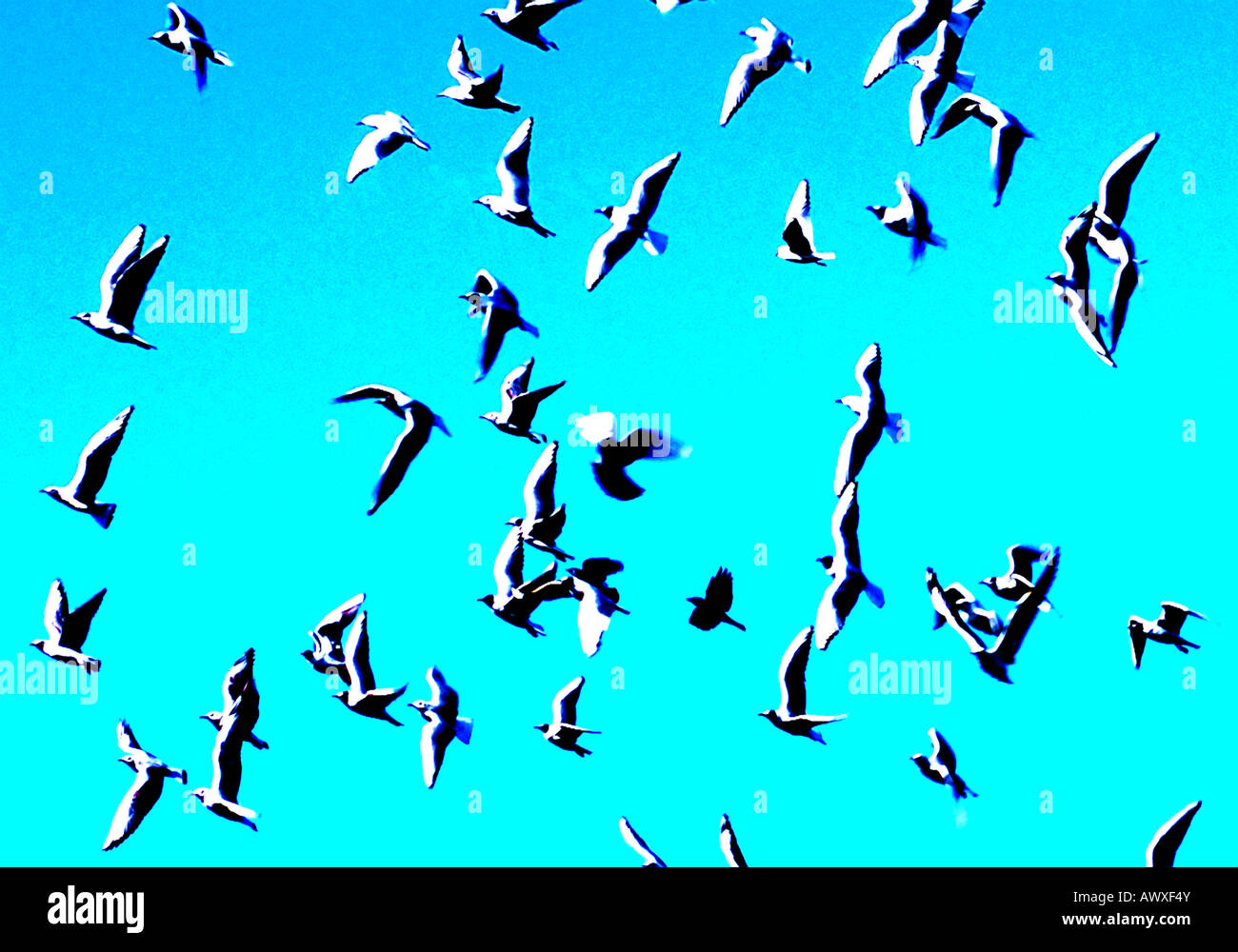 Air different birds hi-res stock photography and images - Alamy