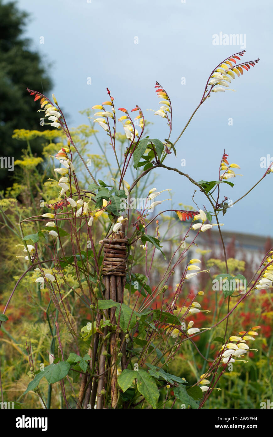 Ipomoea lobata or Mina lobata Stock Photo - Alamy