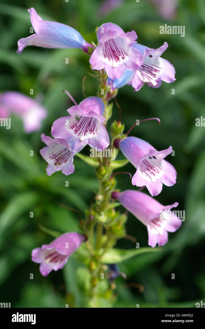 Penstemon flower hi-res stock photography and images - Alamy