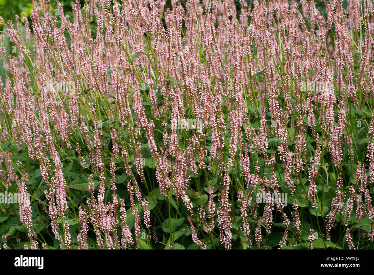 Persicaria amplexicaulis ROSEA Stock Photo - Alamy