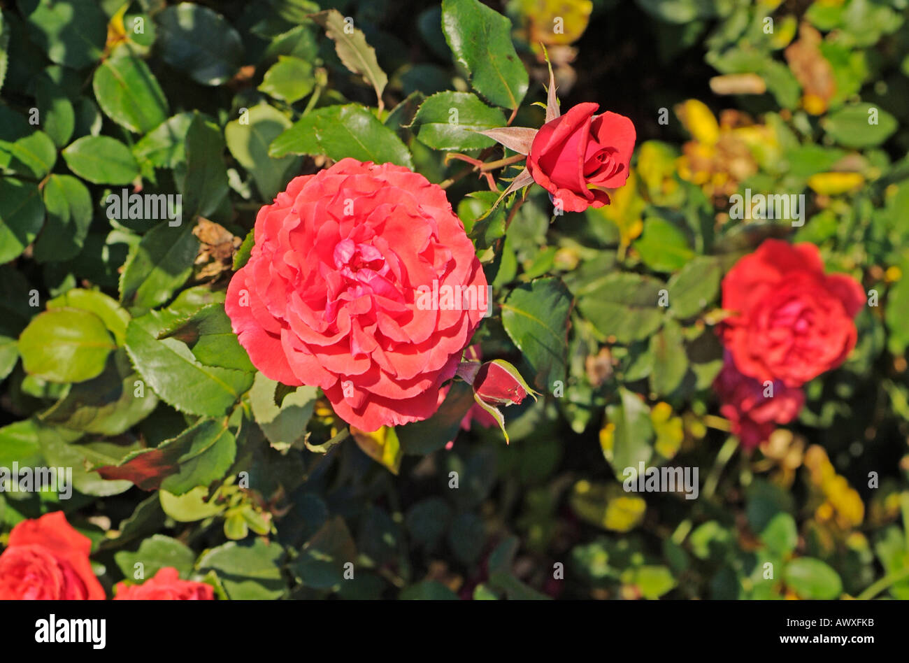Rosa FRAGRANT CLOUD Stock Photo - Alamy