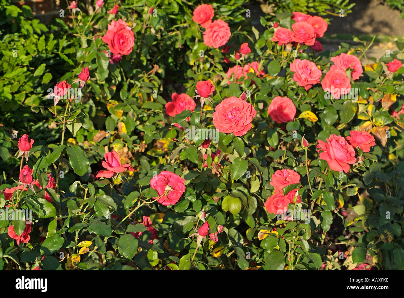 Rosa FRAGRANT CLOUD Stock Photo - Alamy