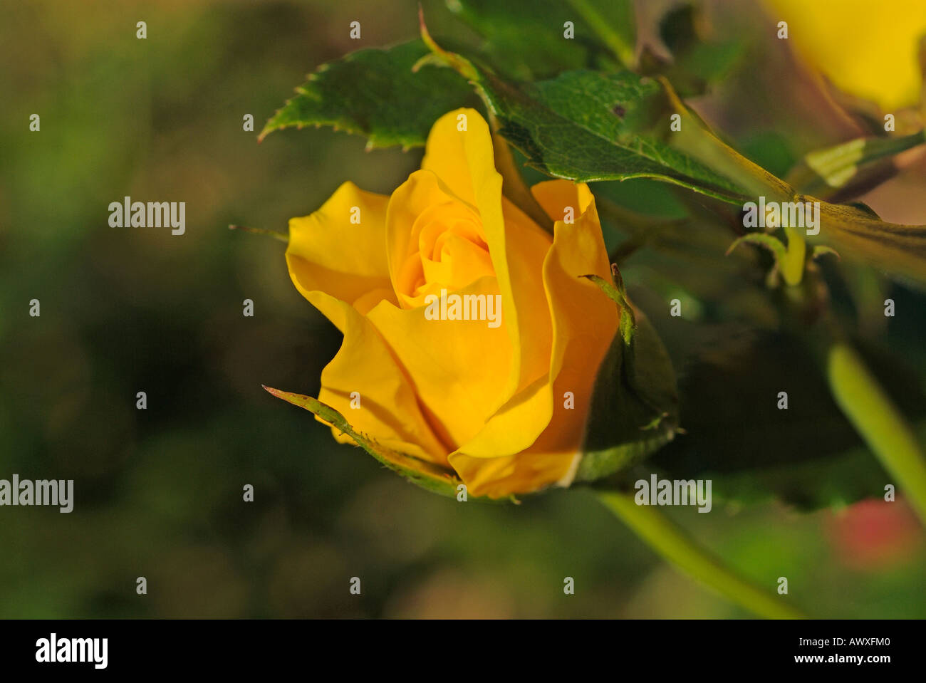 Rosa freedom rose hi-res stock photography and images - Alamy
