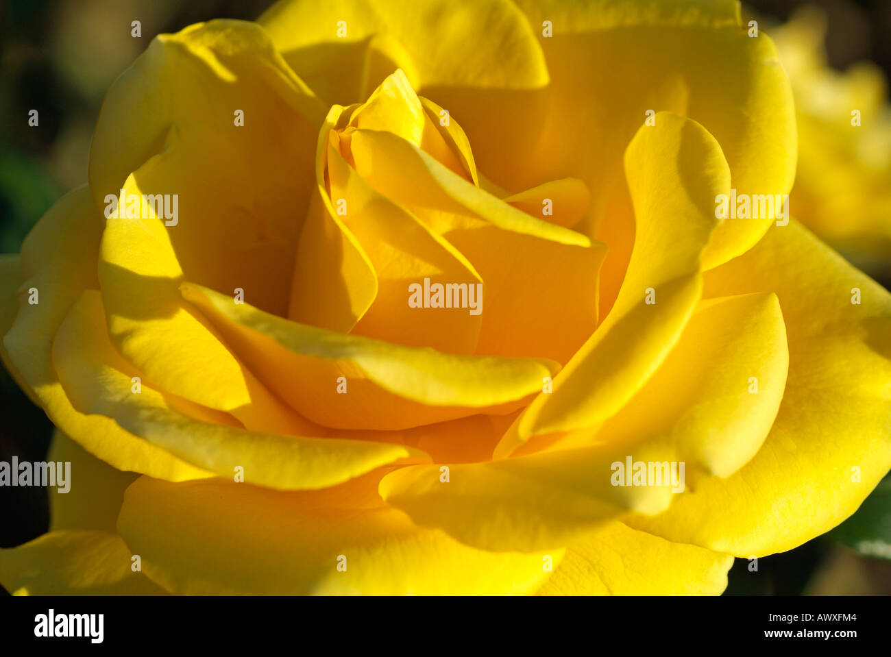 Rosa freedom rose hi-res stock photography and images - Alamy