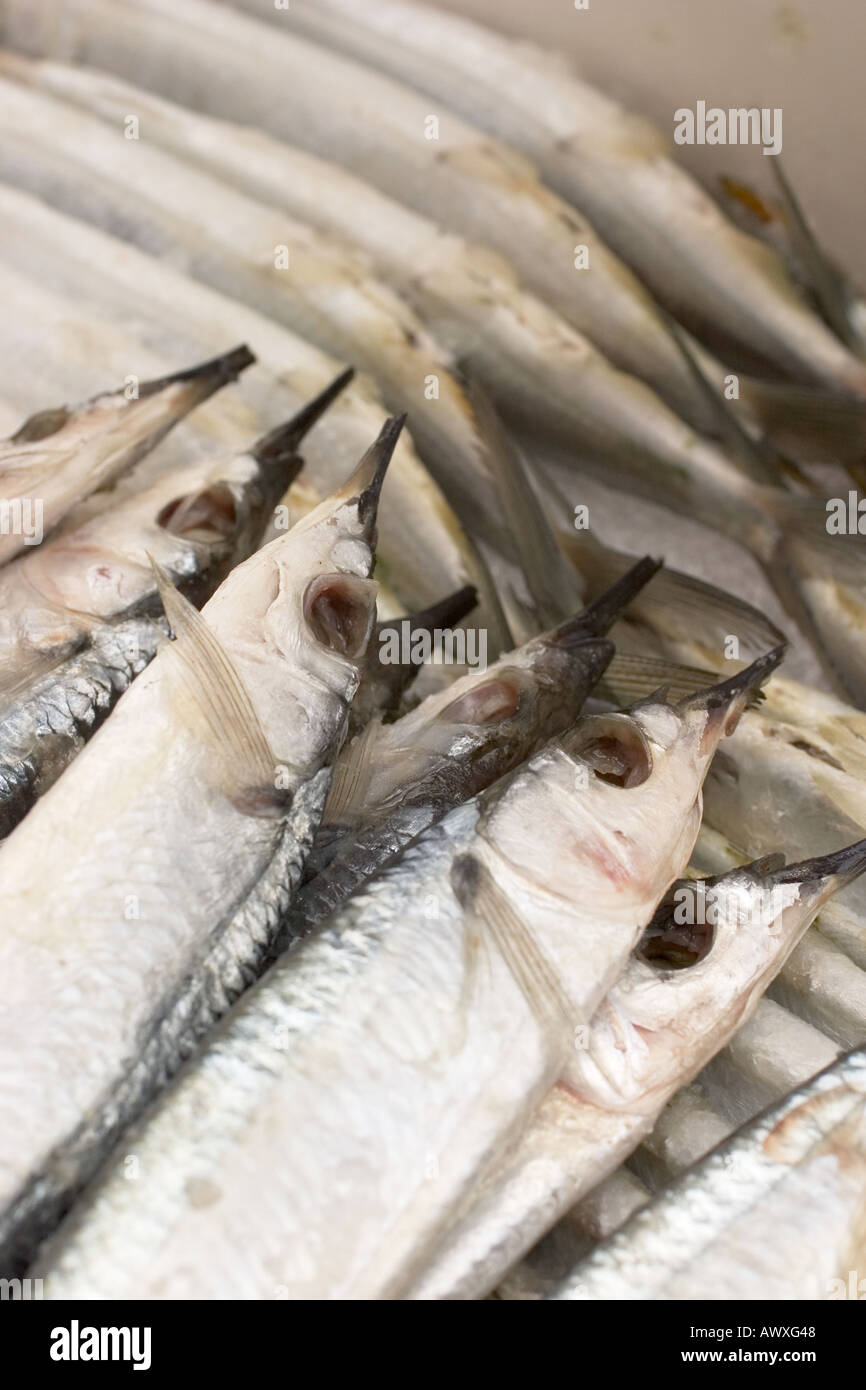 Ballyhoo fish hi-res stock photography and images - Alamy