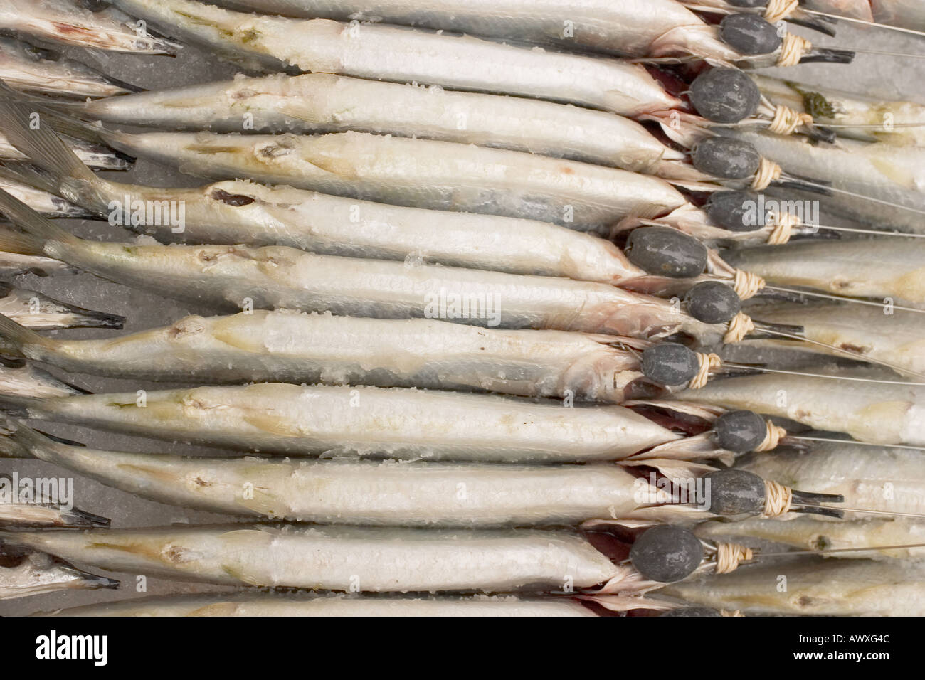 Ballyhoo fish hi-res stock photography and images - Alamy