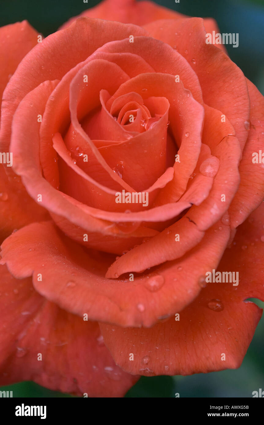 Coral coloured rose hi-res stock photography and images - Alamy