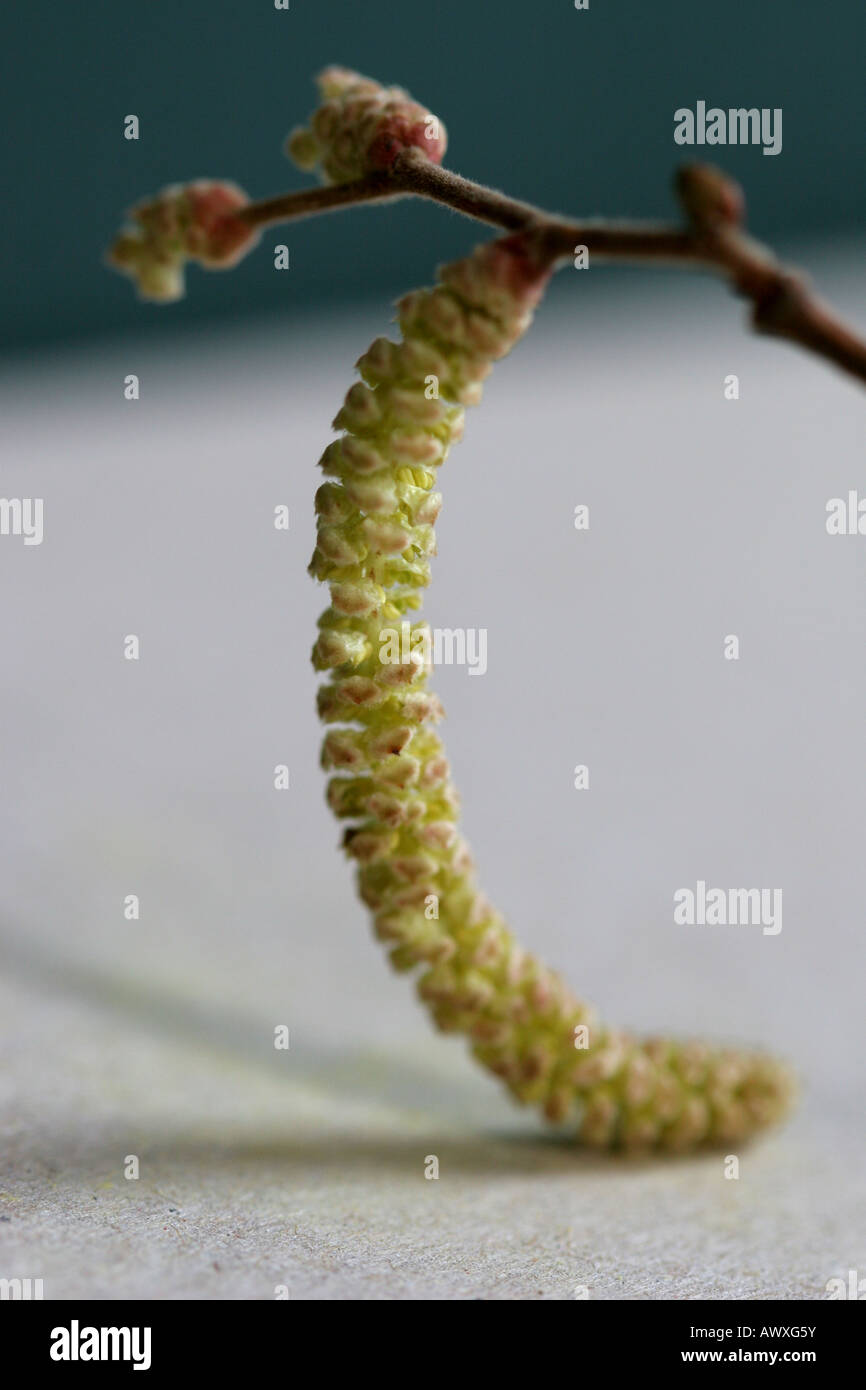 Soft catkin hi-res stock photography and images - Alamy