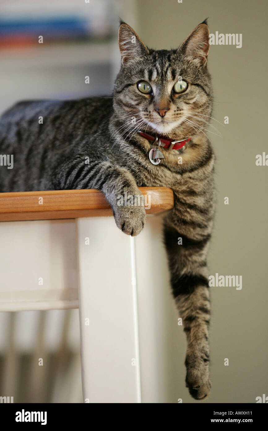 Domestic tabby cat sitting with one leg draped over the edge of a table ...