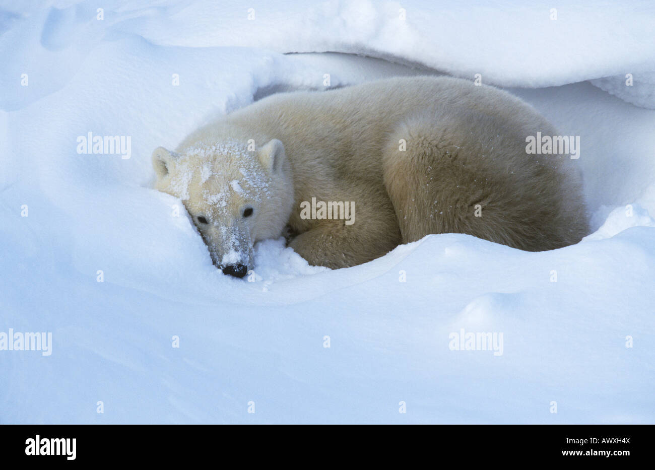 Canada, Churchill, Polar Bear lying in snow Stock Photo - Alamy