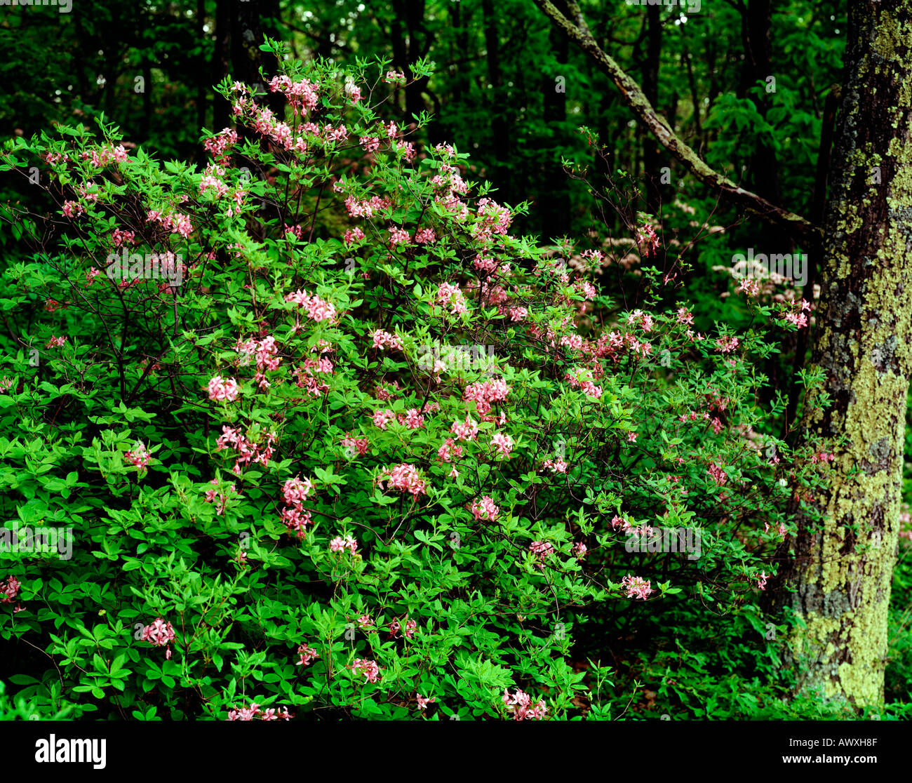 Wild Azalea bloom along the Blue Ridge Parkway in Virginia Stock Photo ...