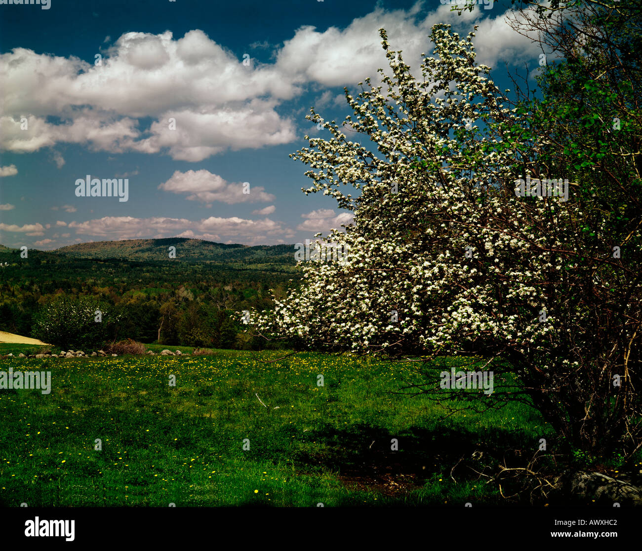 Spring near Cornish in Maine as a fruit tree comes into bloom Stock ...