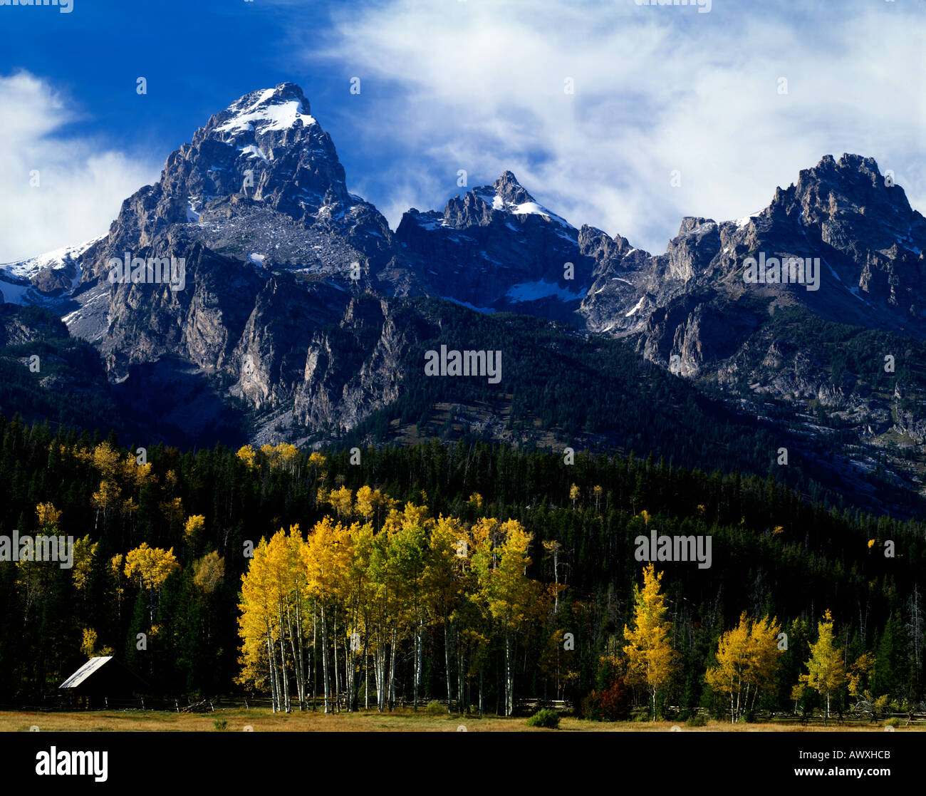 Towering yellow aspen hi-res stock photography and images - Alamy