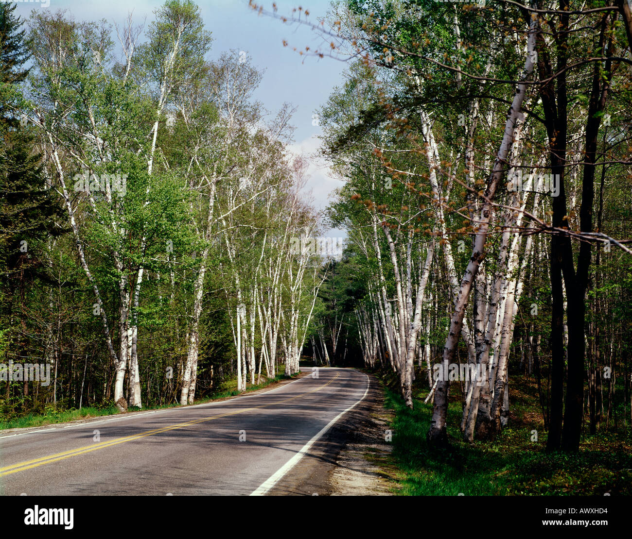 Shelbourne birches line the highway in rural New Hampshire Stock Photo ...