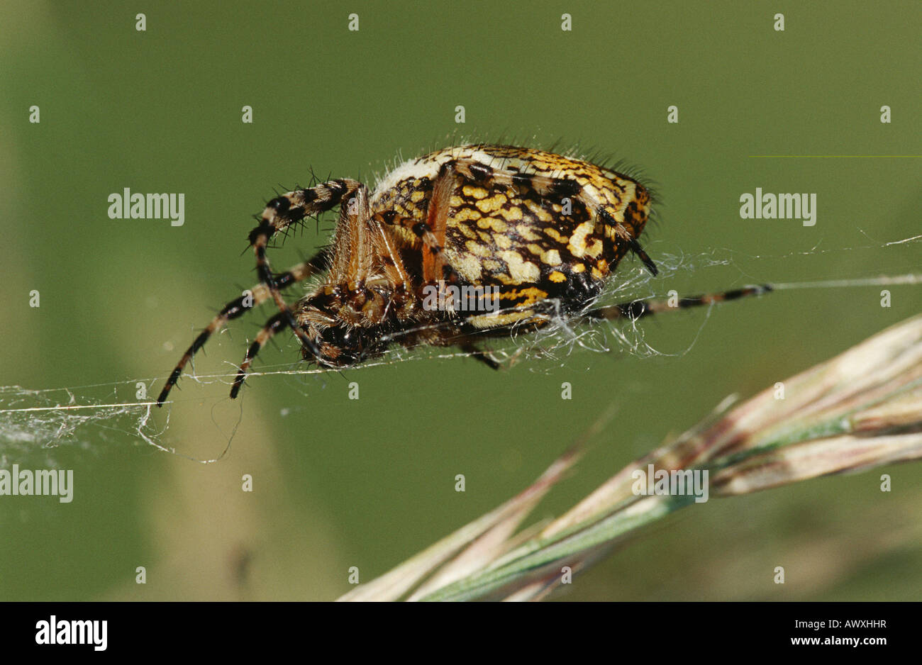 Spider weaving web hi-res stock photography and images - Alamy