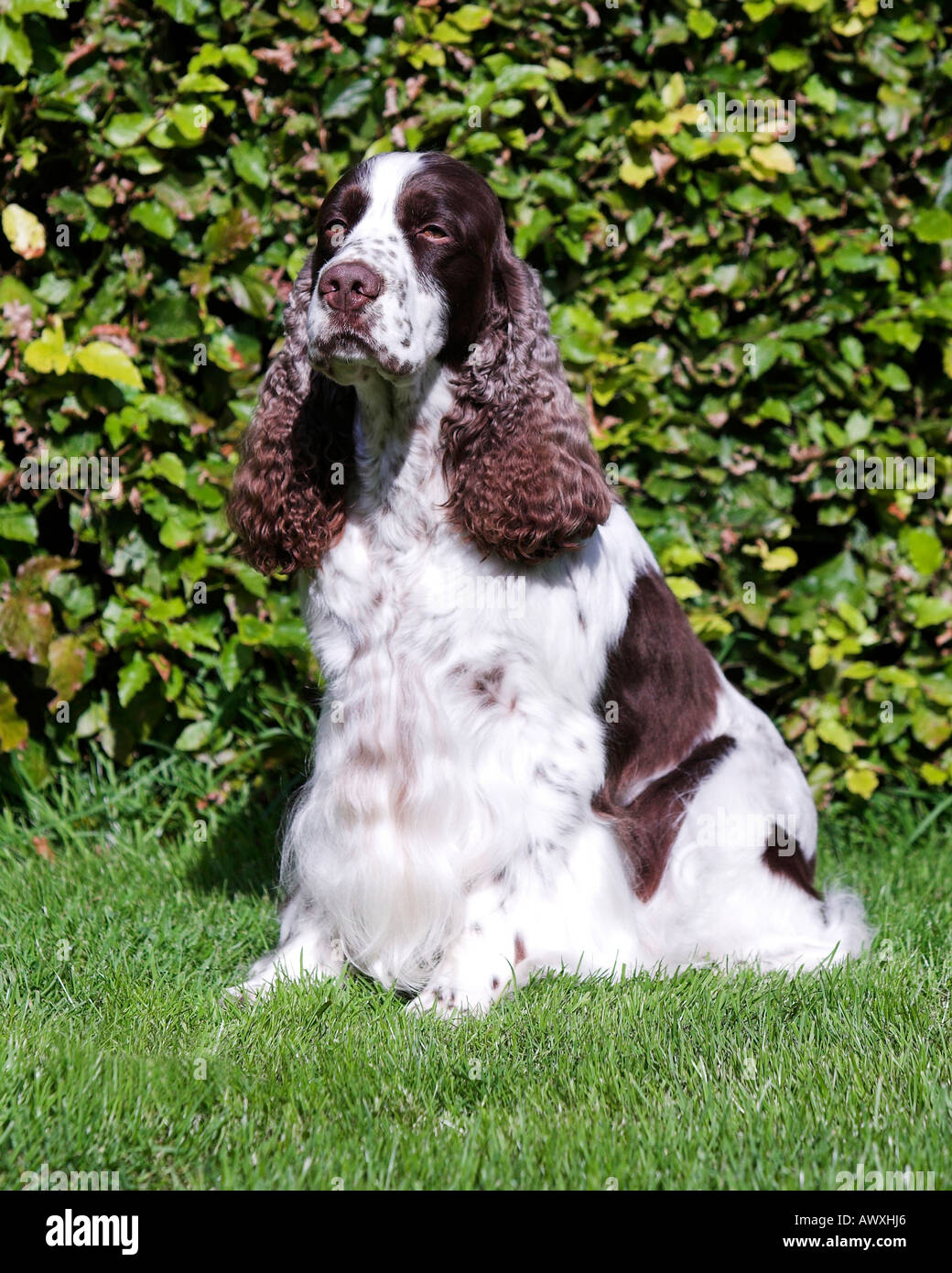 English Springer Sitting Stock Photo - Alamy