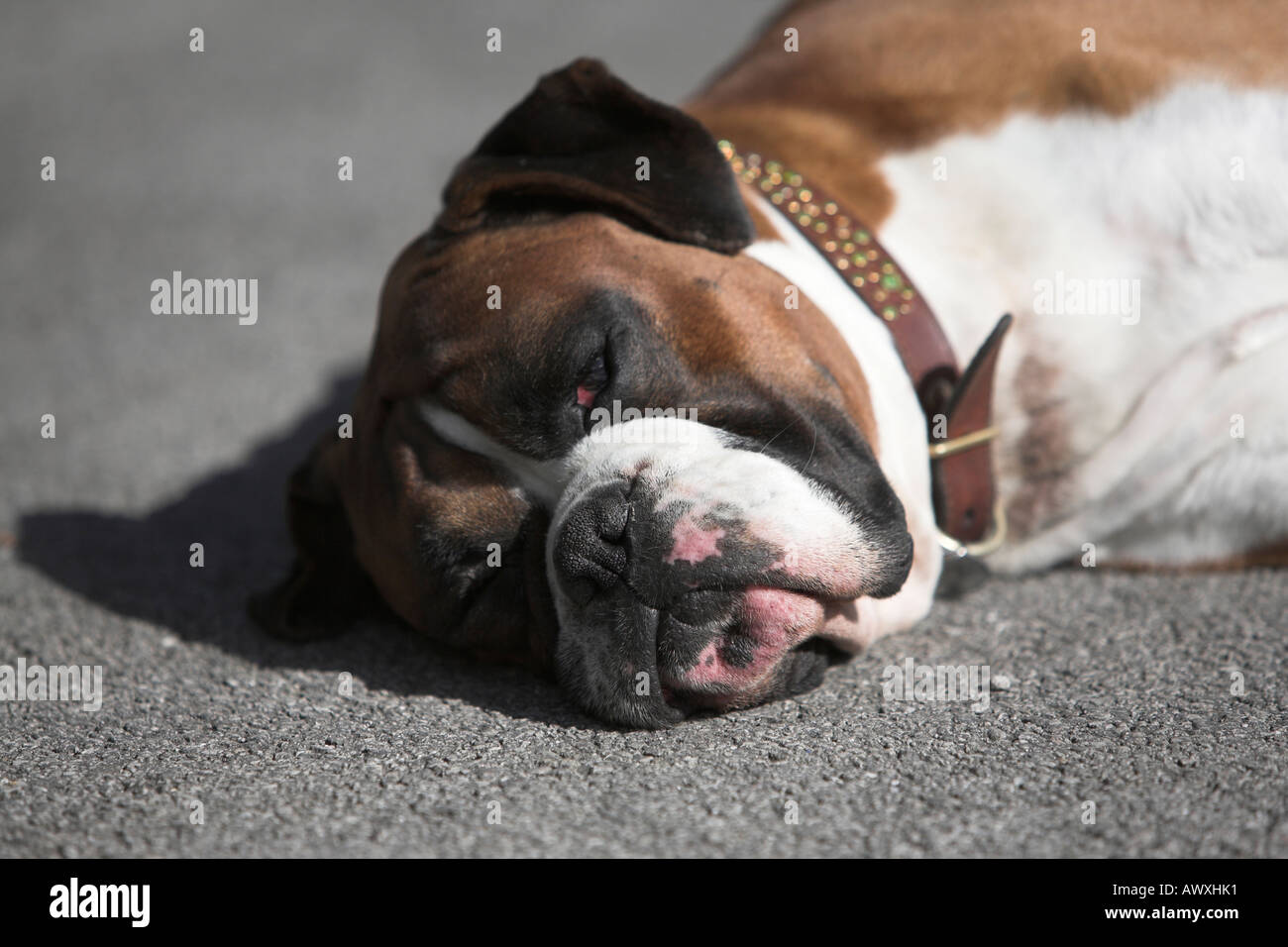 Boxer Male Sleeping High Resolution Stock Photography and Images - Alamy