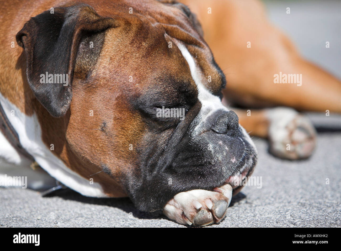 Boxer Male Sleeping High Resolution Stock Photography and Images - Alamy