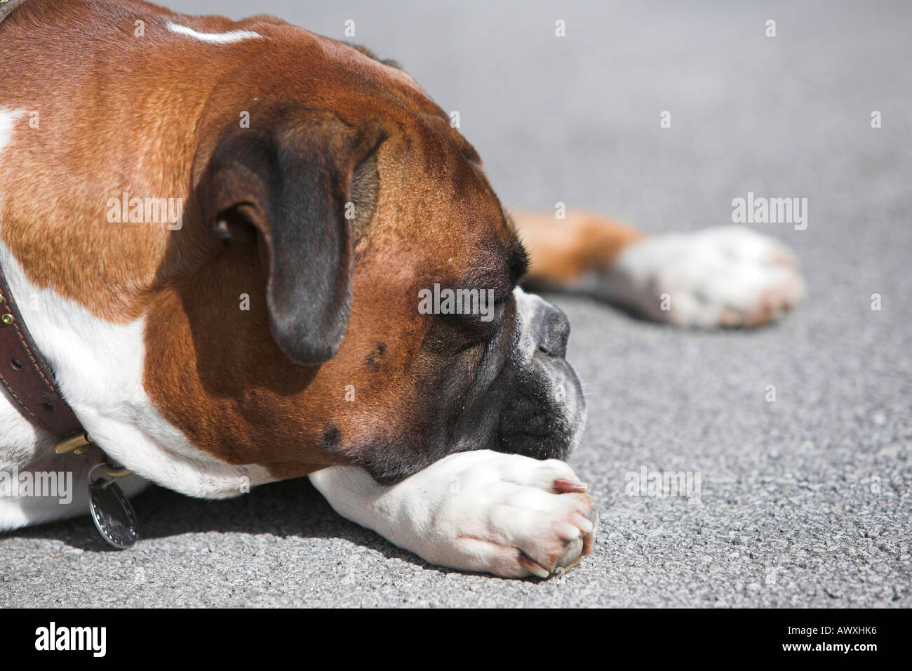 Boxer Male Sleeping High Resolution Stock Photography and Images - Alamy