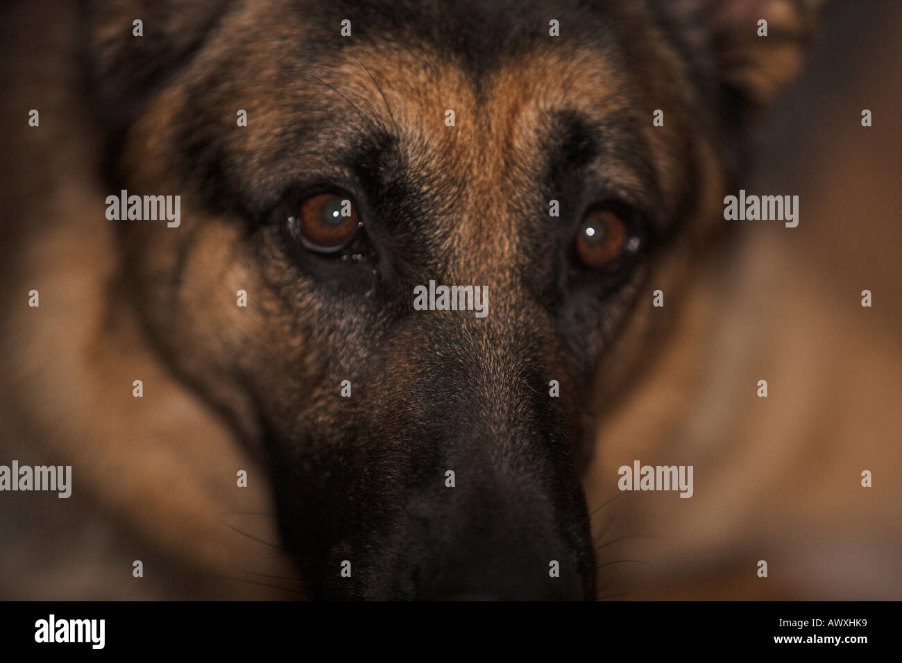 Sad Eyes,sad dogs eyes.head Stock Photo - Alamy