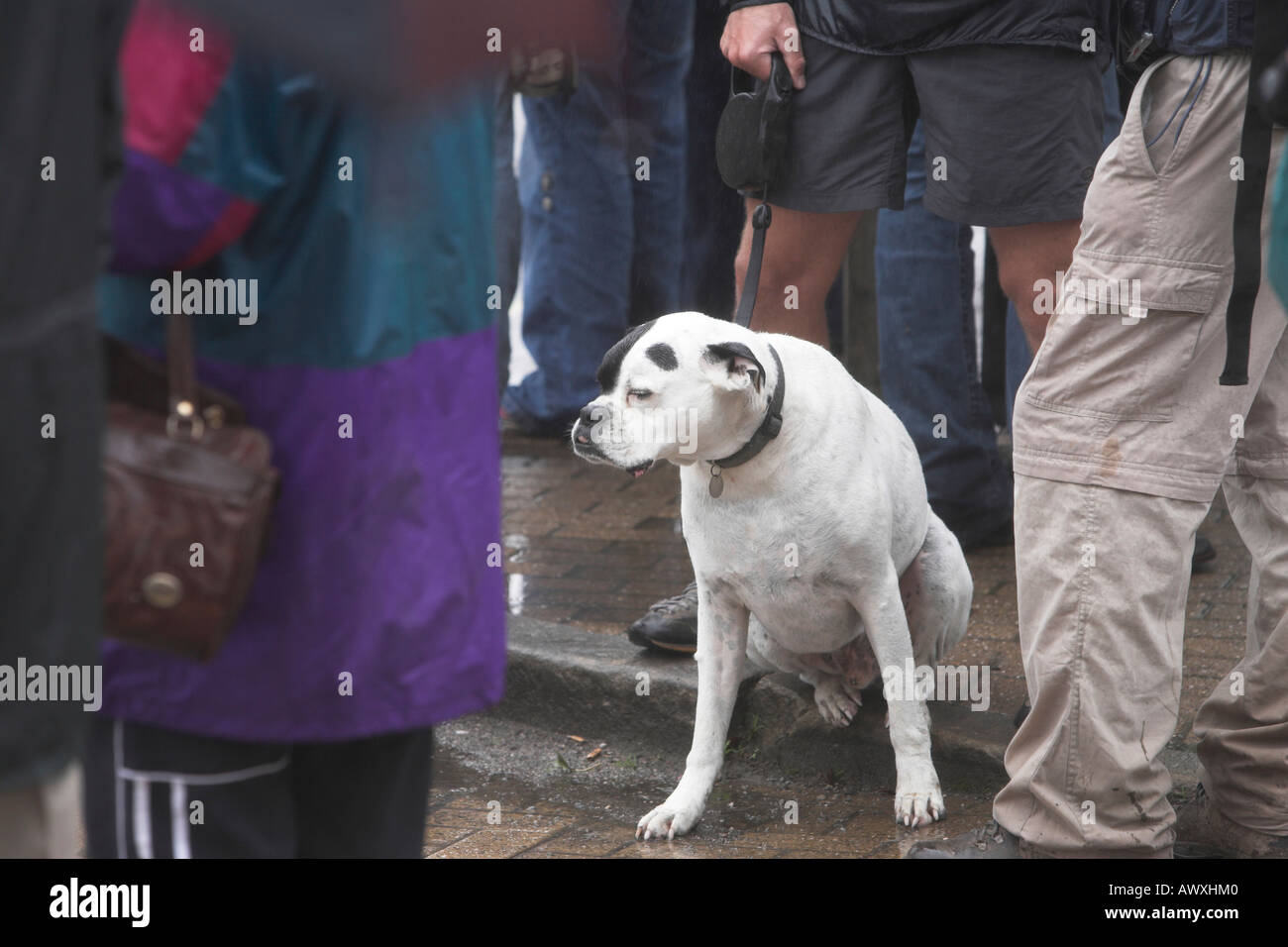 Canine sitting raining hi-res stock photography and images - Alamy