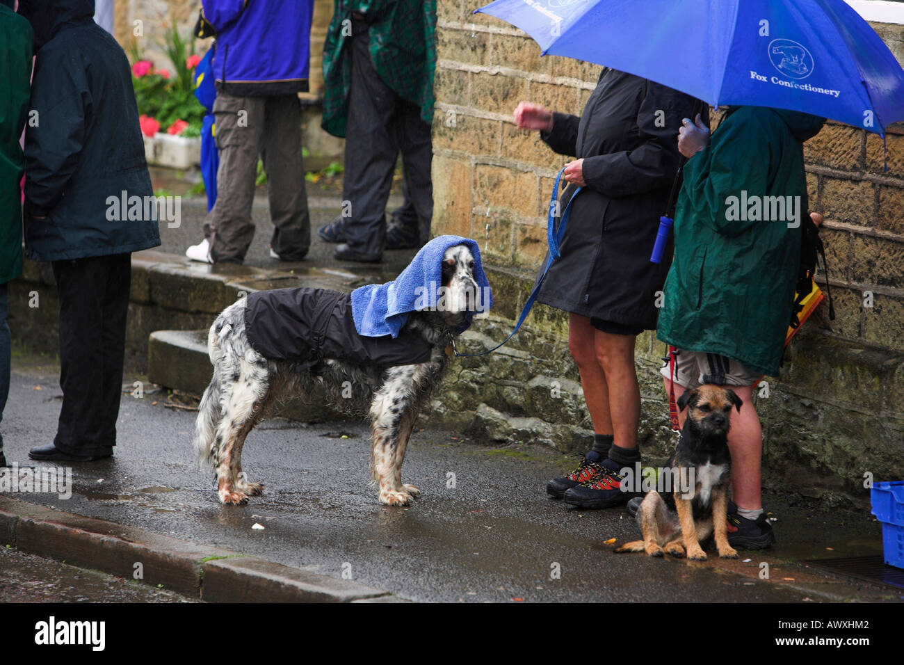 Two dogs in rain Stock Photo - Alamy
