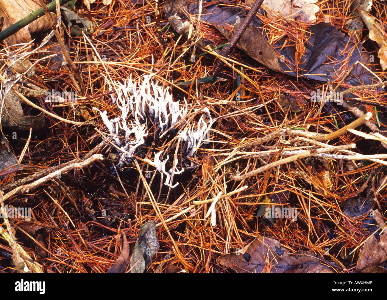 Stags horn fungus hi-res stock photography and images - Alamy