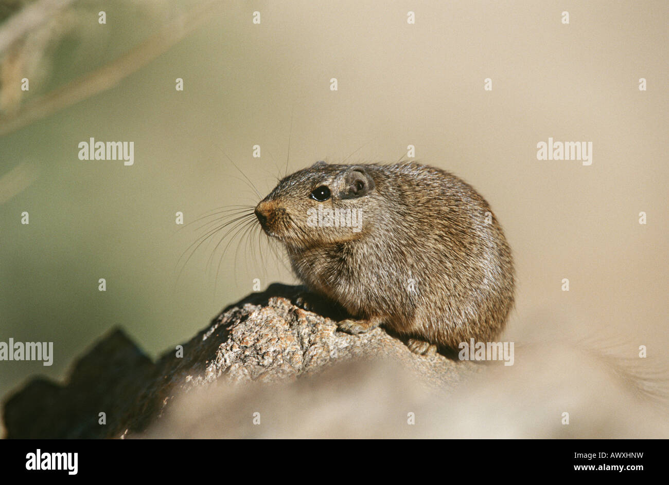 Desert Rat on rock, close up Stock Photo - Alamy