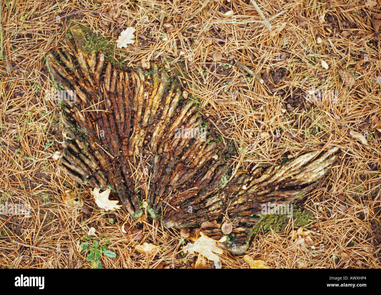 Fossil tree stump in hi-res stock photography and images - Alamy