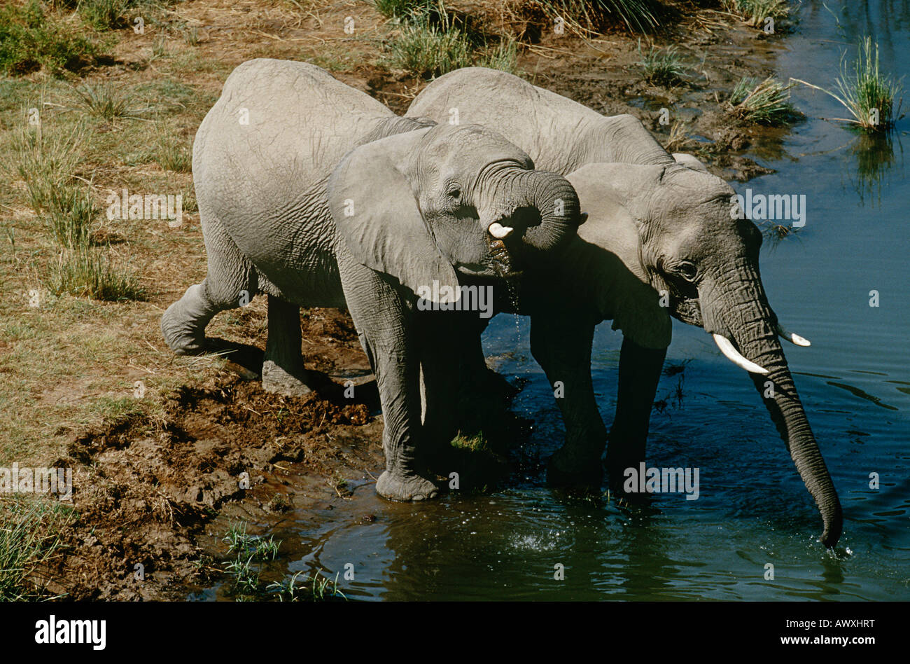 Two elephants drinking water from hi-res stock photography and images ...