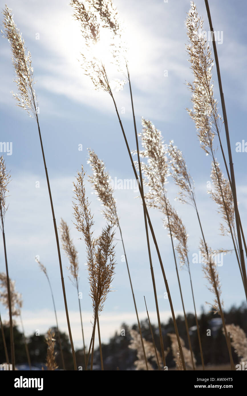 Angel reed hi-res stock photography and images - Alamy