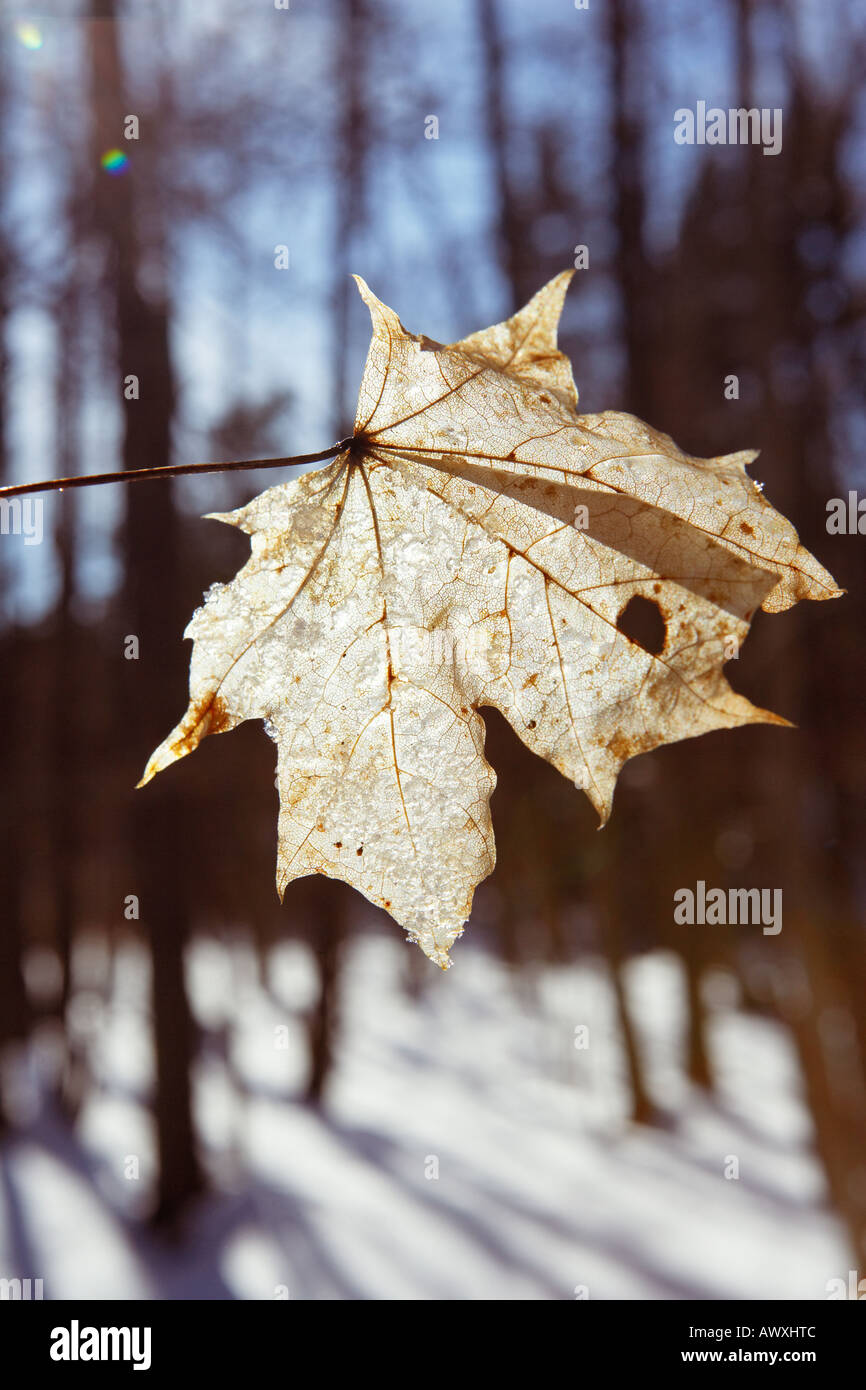 one withered leaf Stock Photo - Alamy