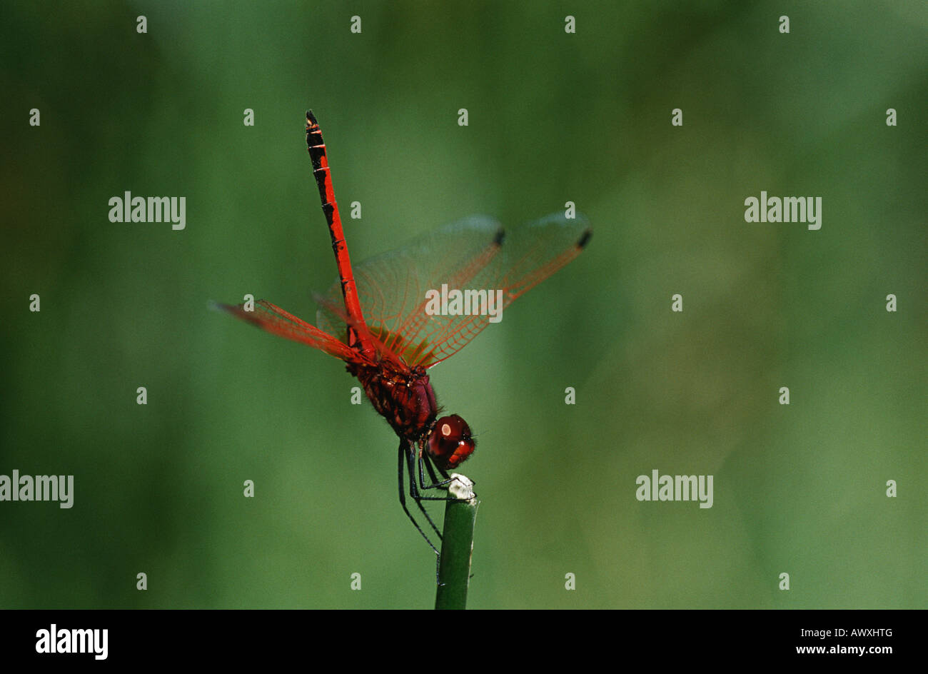 Dropwing hi-res stock photography and images - Alamy