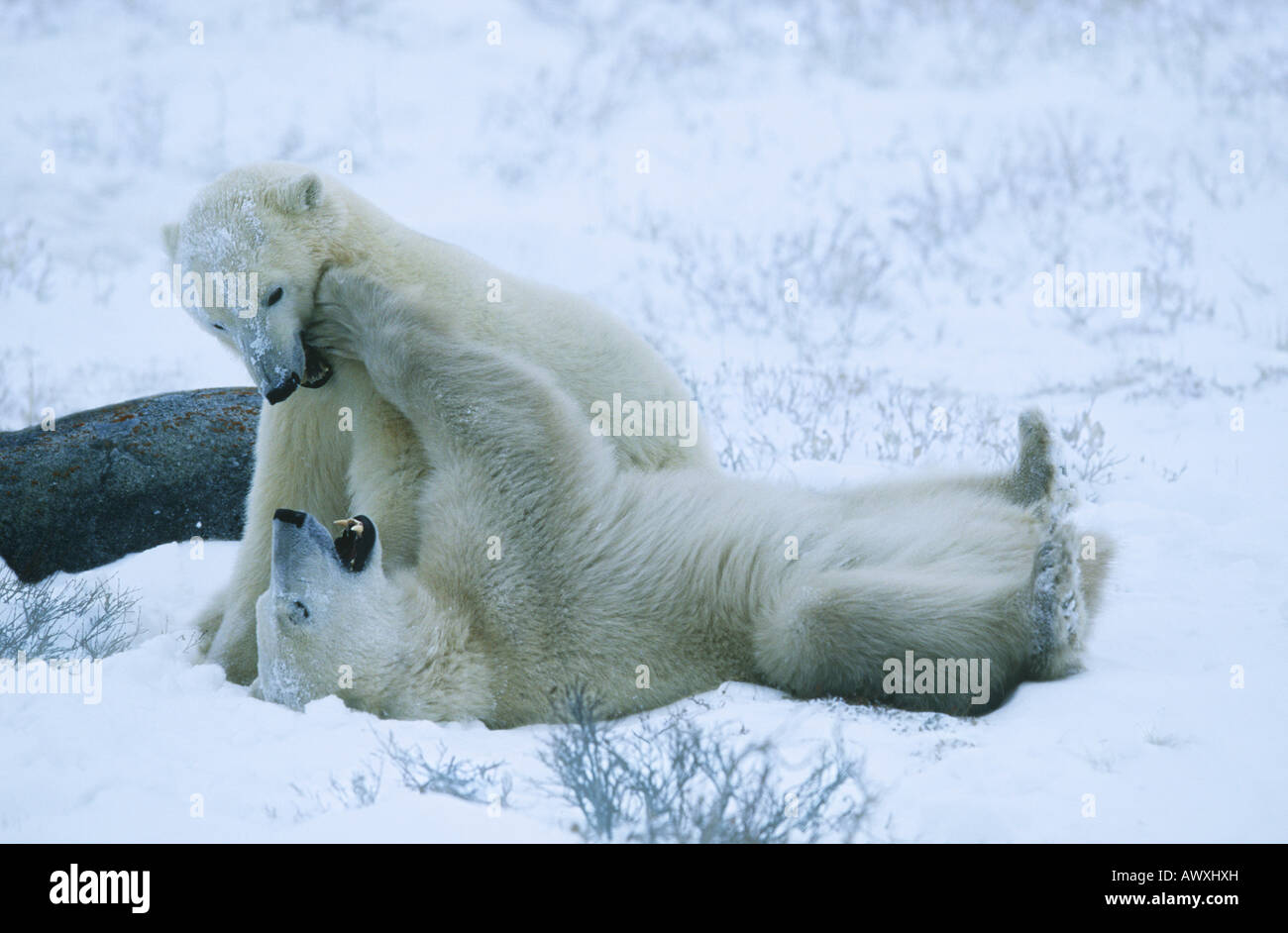 Canada churchill hi-res stock photography and images - Alamy