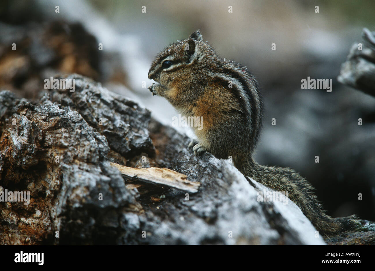 Chipmunk standing on hind legs on rock, side view Stock Photo - Alamy