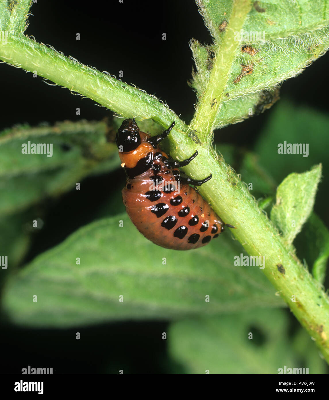 Colorado beetle Leptinotarsa decemlineata larva on a damaged potato ...