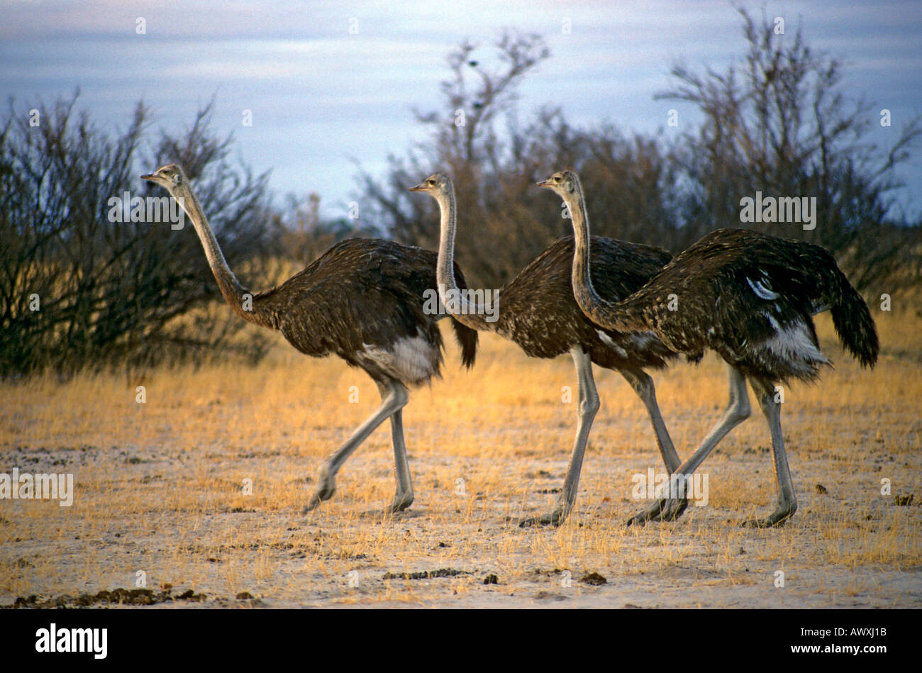 Three ostriches Struthio camelus walking in veldt Zimbabwe Africa Stock ...