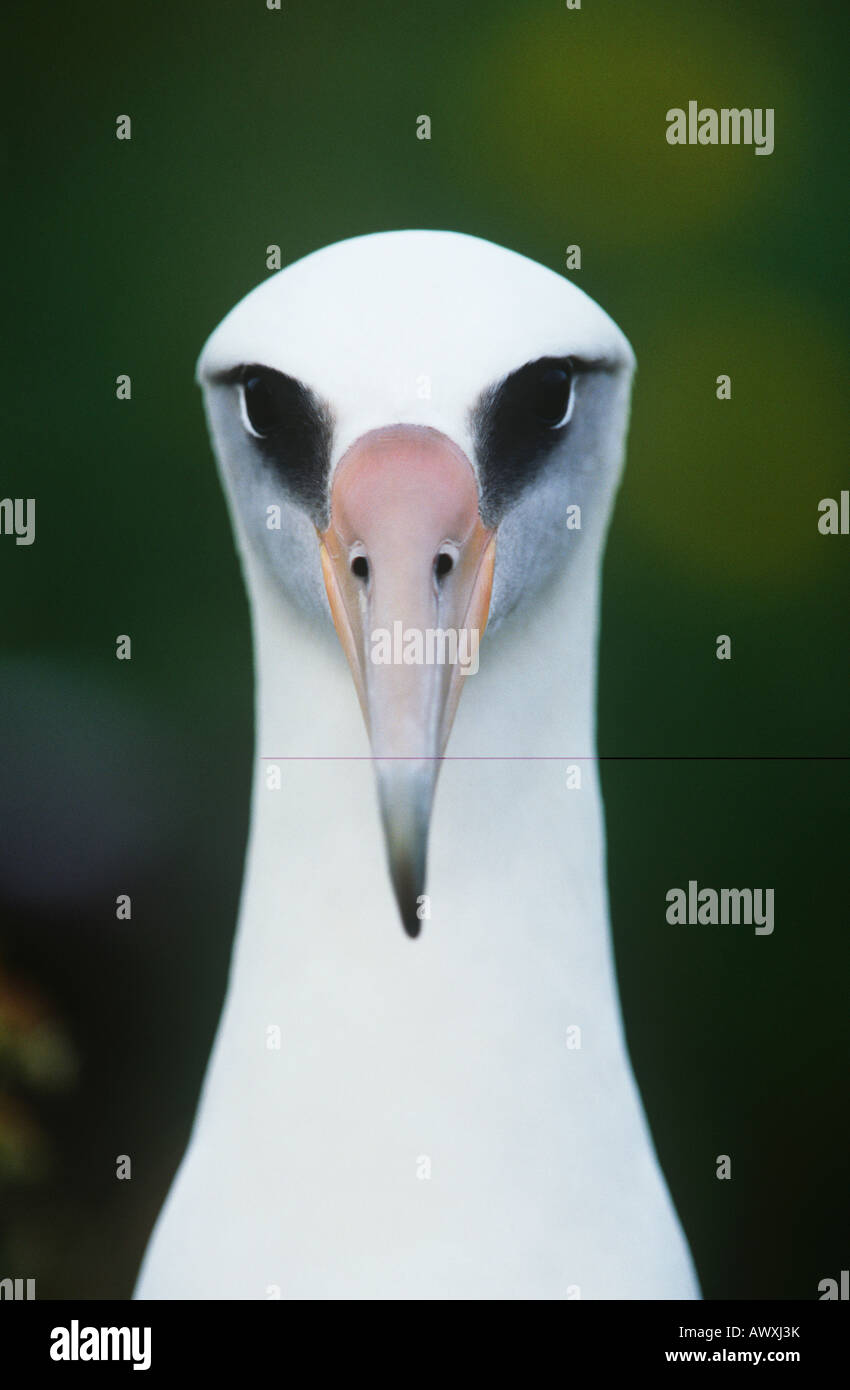 Close-up of Laysan Albatross (Phoebastria immutabilis), front view ...