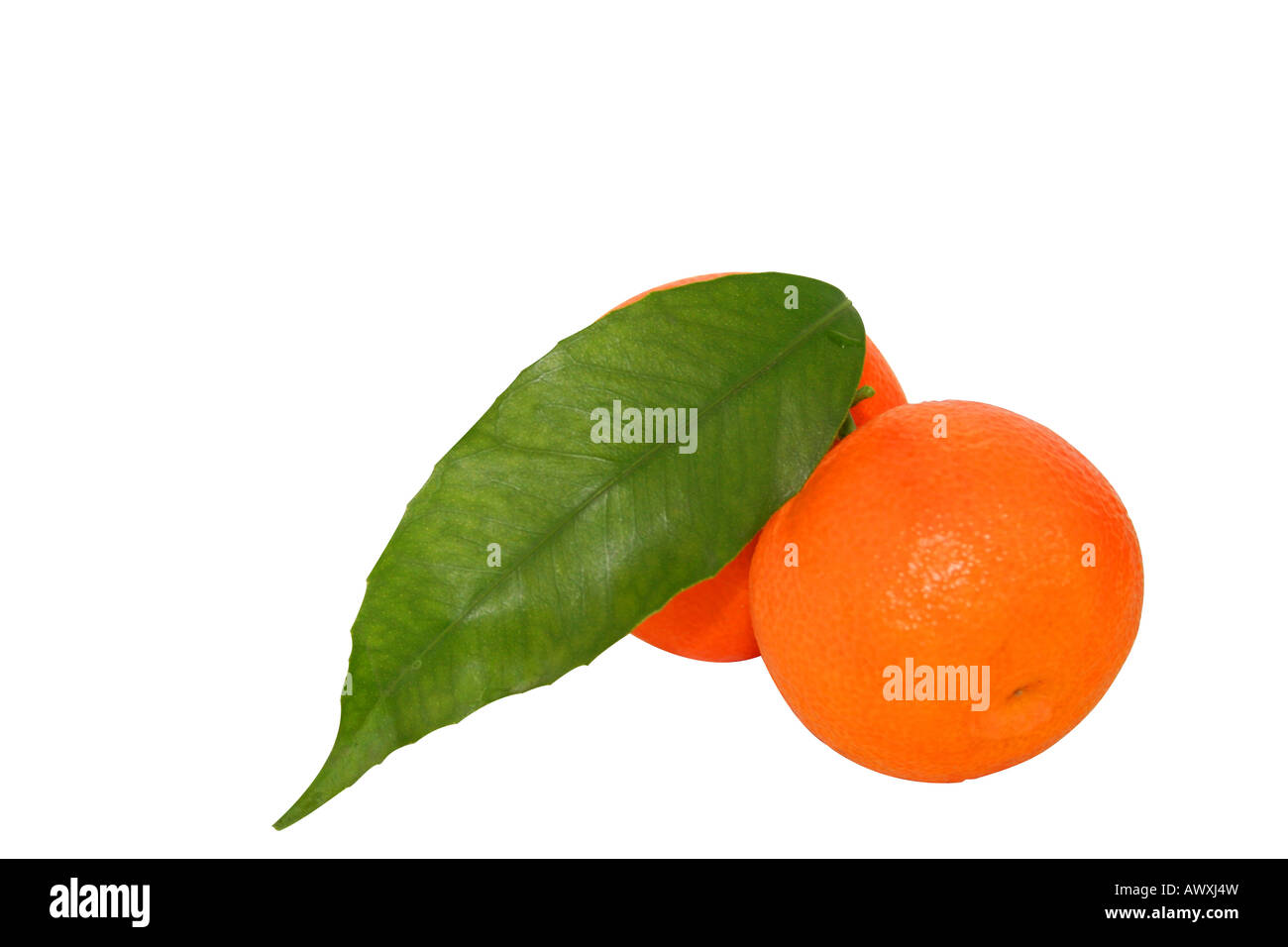 Mandarin with the leaf isolated over the white with clipping path Stock ...