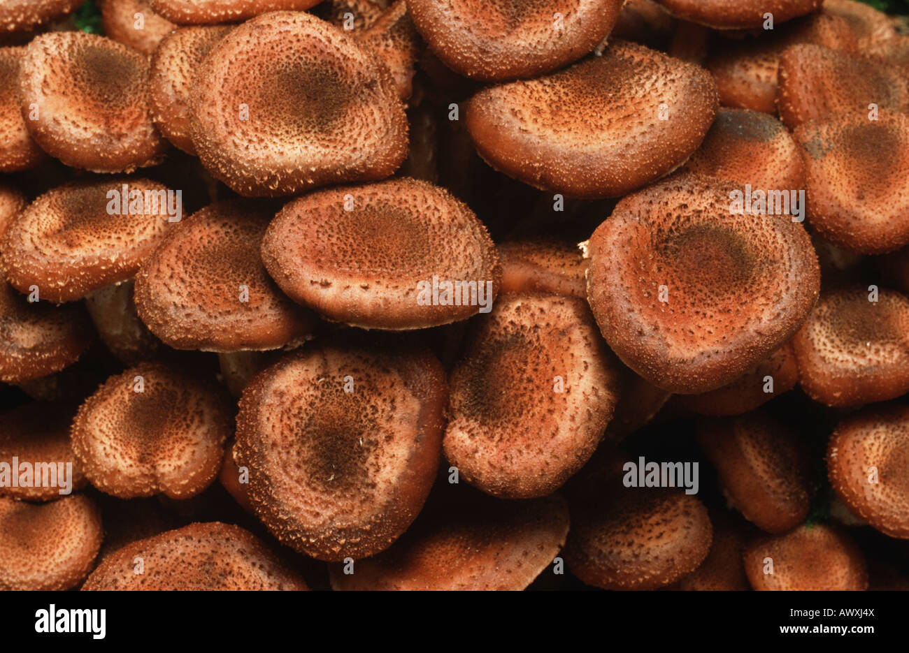 Close up fungus hi-res stock photography and images - Alamy