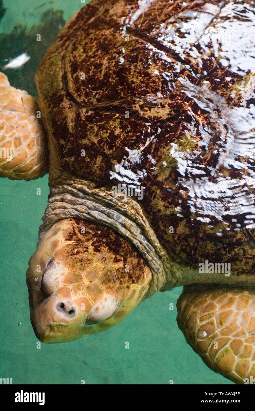 Turtle in water, viewed from above Stock Photo - Alamy