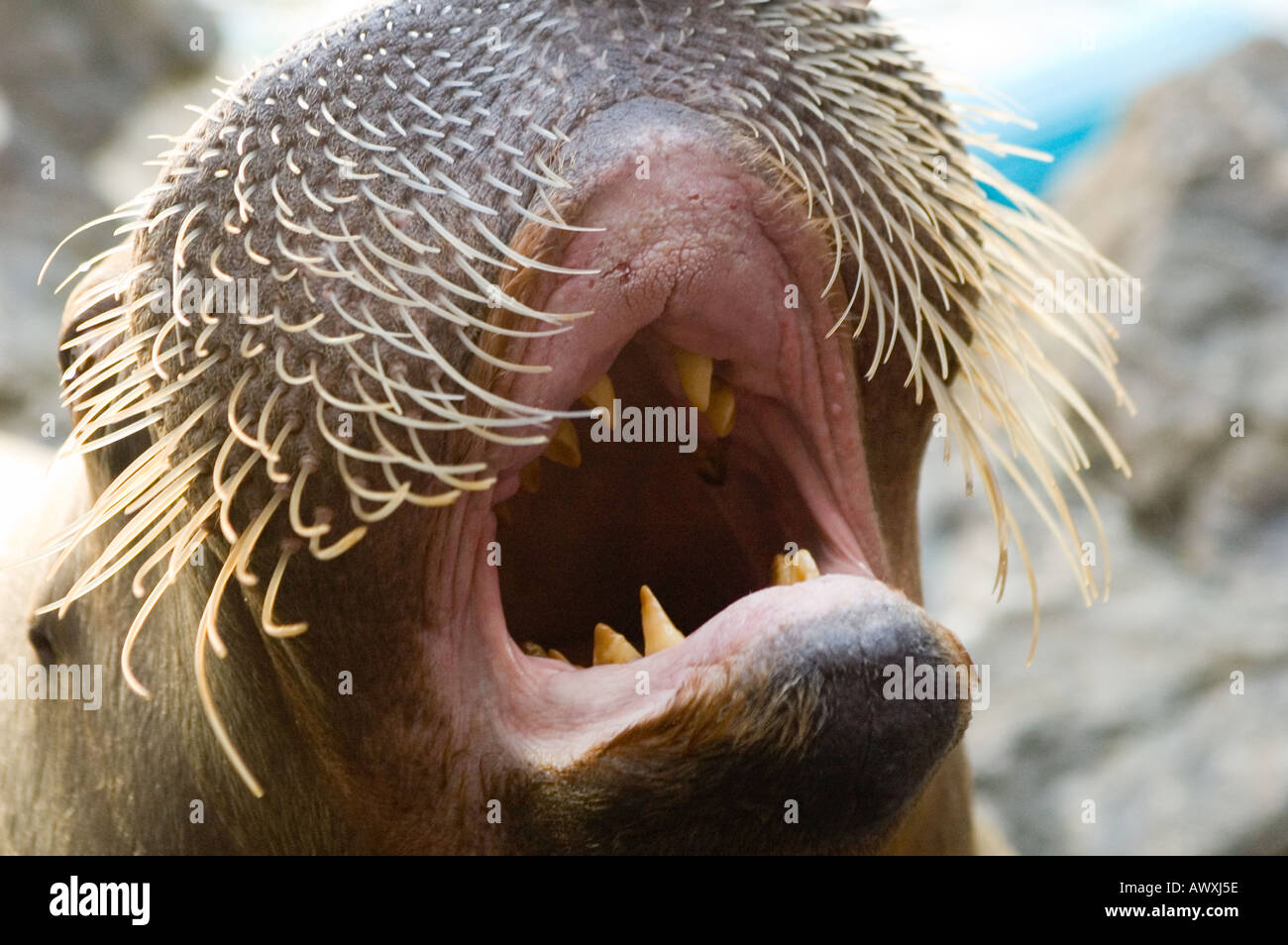 Walrus with open mouth Stock Photo - Alamy