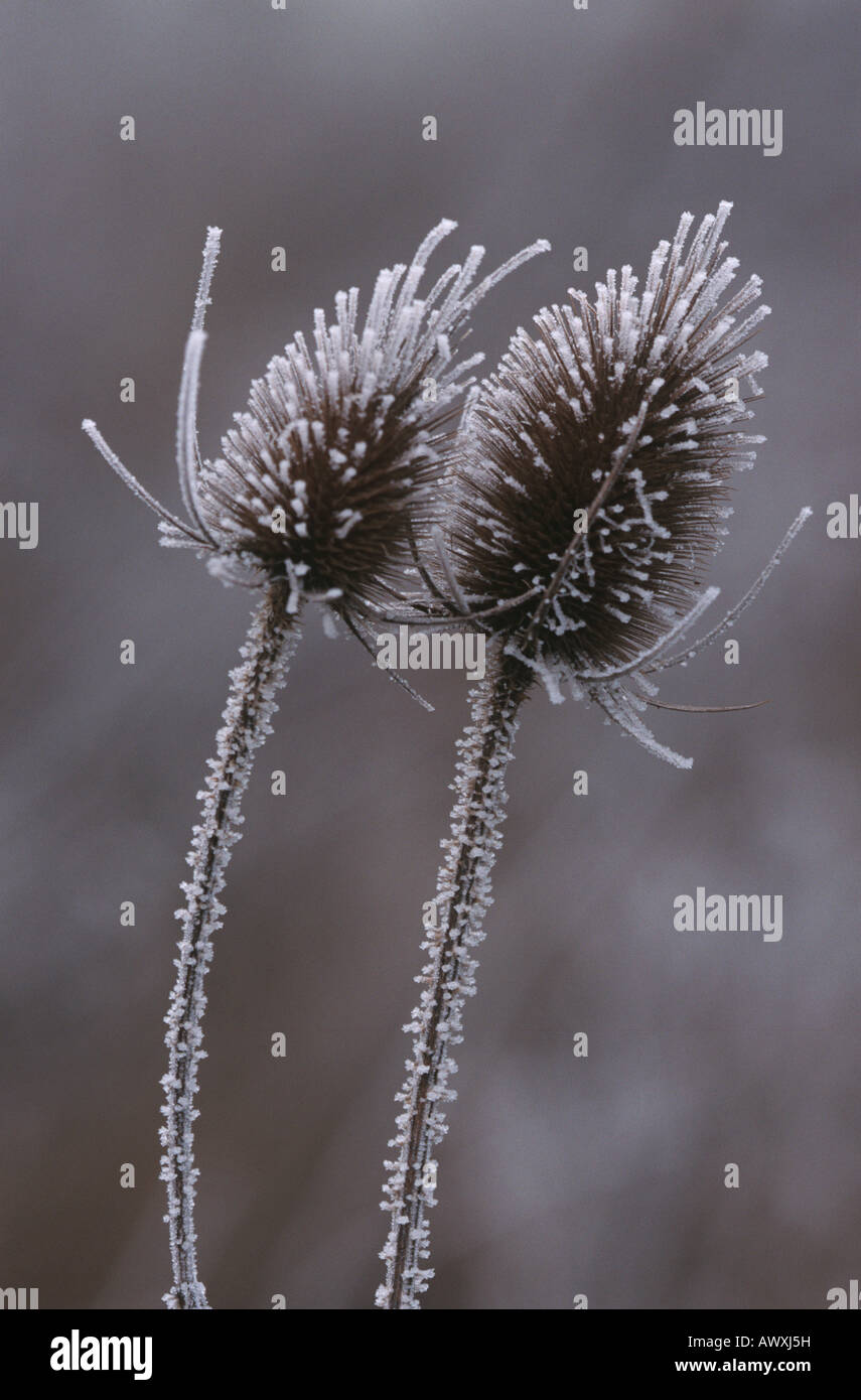 Common teasel hi-res stock photography and images - Alamy