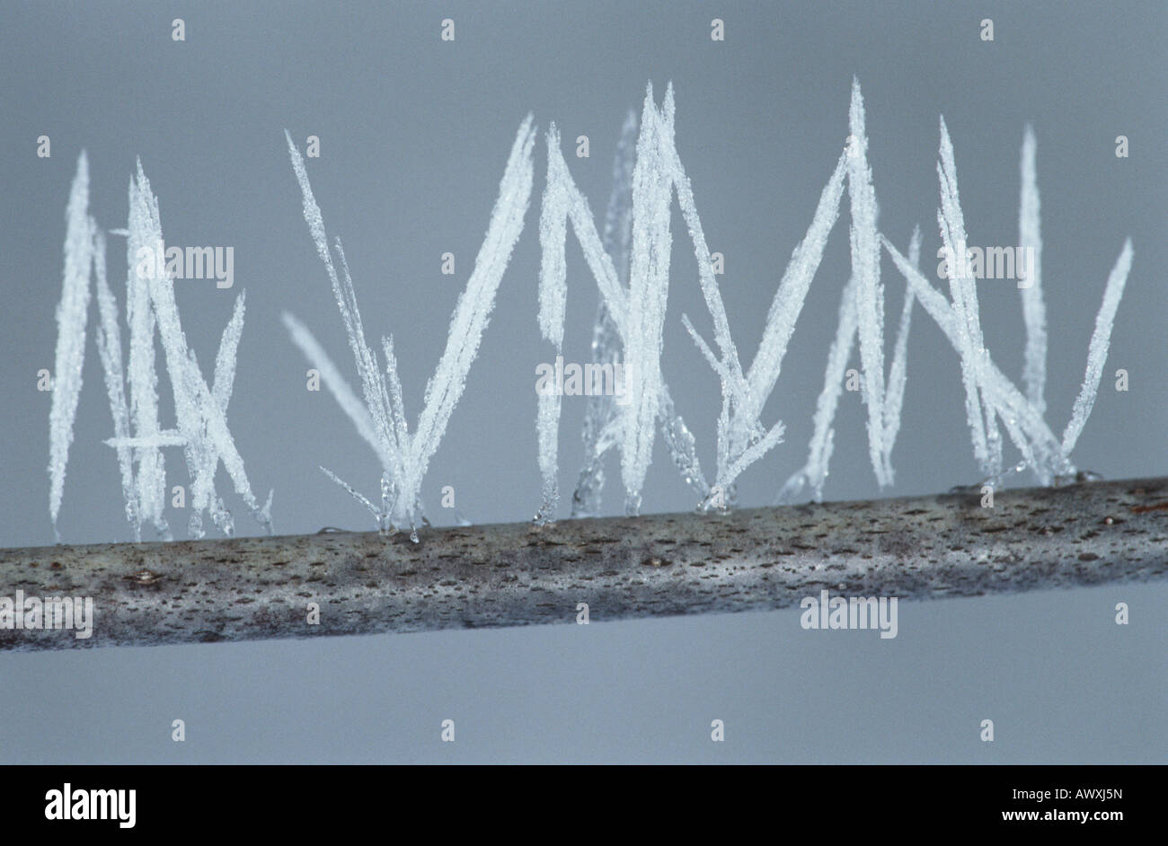 Ice needles on twig, close-up Stock Photo - Alamy