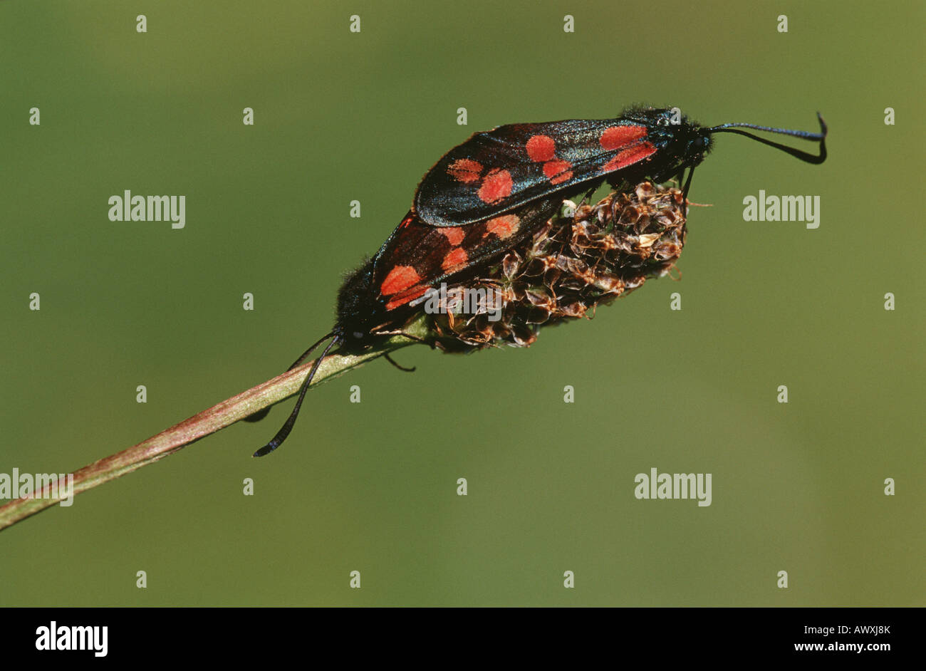 Couple of mating insects, close-up Stock Photo - Alamy