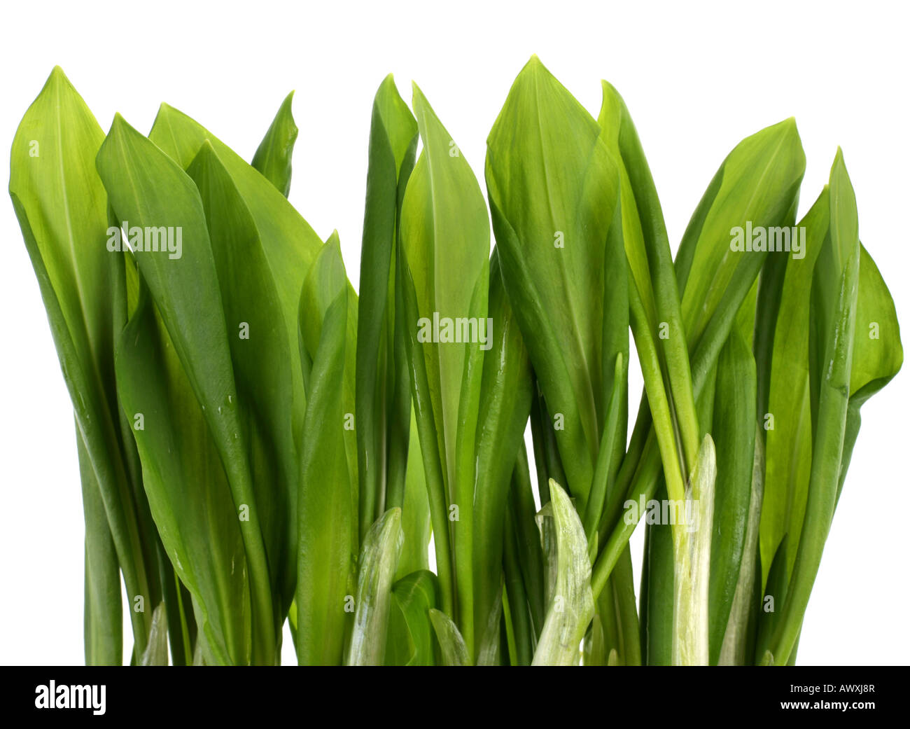 Ramson bunch vegetable isolated on white background Stock Photo - Alamy