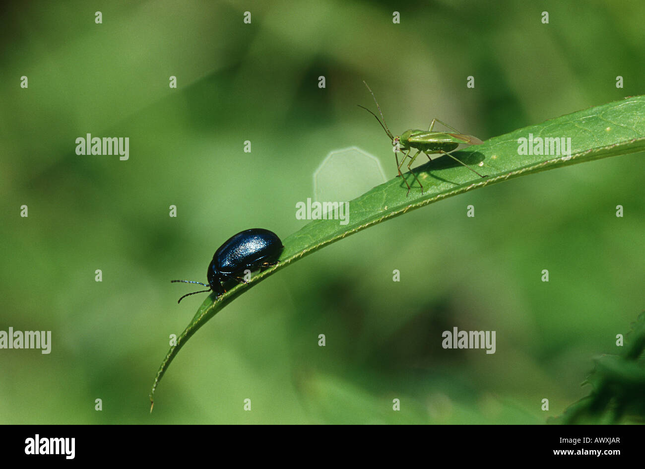 Two insects on blade of grass, close-up Stock Photo - Alamy