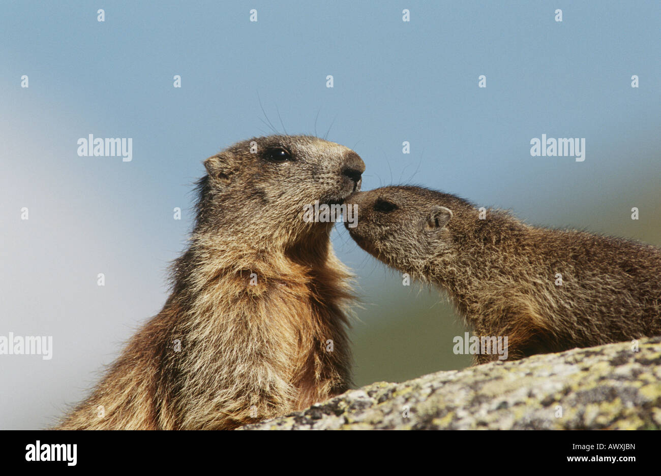Female marmot with young on rock Stock Photo - Alamy