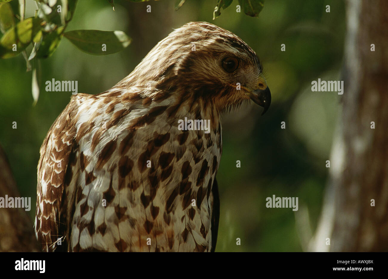 Close-up of Merlin (Falco columbarius Stock Photo - Alamy